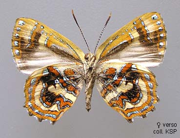 Papua Insects Foundation (Lepidoptera/Lycaenidae/Lycaeninae ...